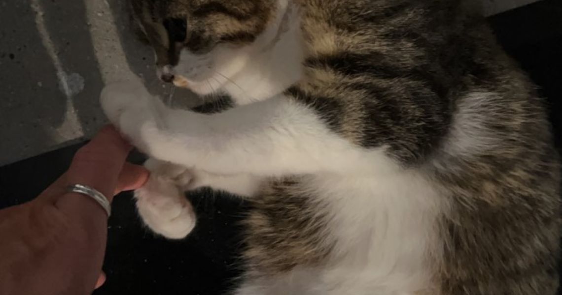 Killing skudt med haglgevær | Dyrenes Beskyttelse